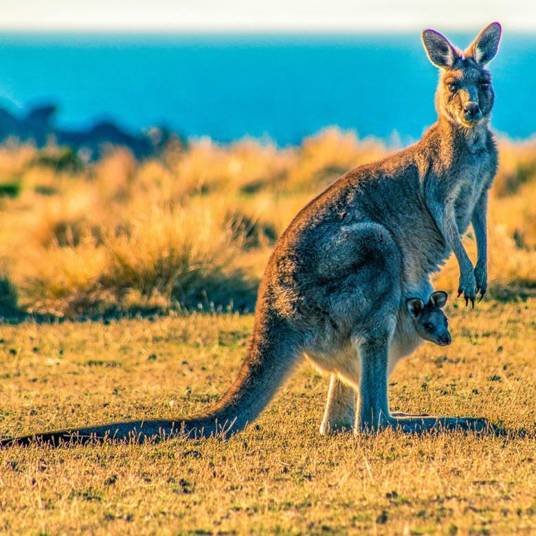 Nine Major Athletic Brands End Kangaroo Leather Use in Historic Animal ...